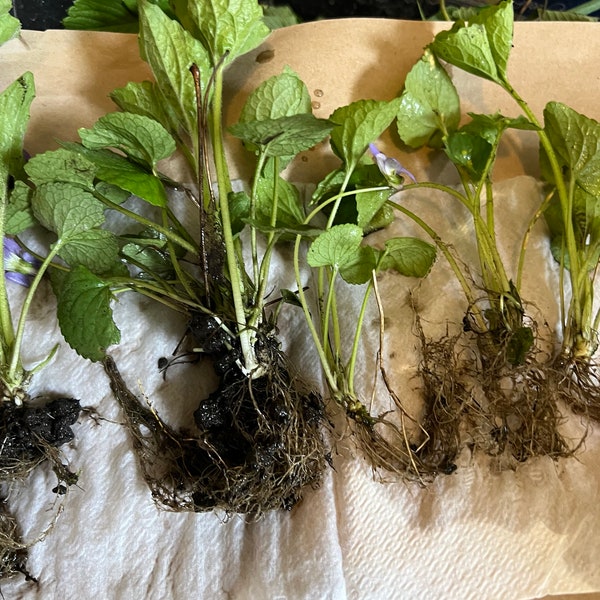 Wild Violet Seeds - Etsy