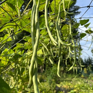 20 Fortex Filet Pole Bean Seeds #A1 - Etsy