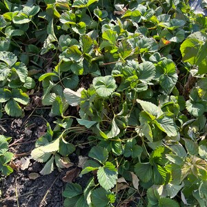 Organic 5 Maxim Strawberry Bare Root Plants - Etsy