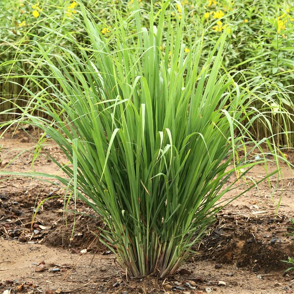 Lemon Grass Seeds - Etsy