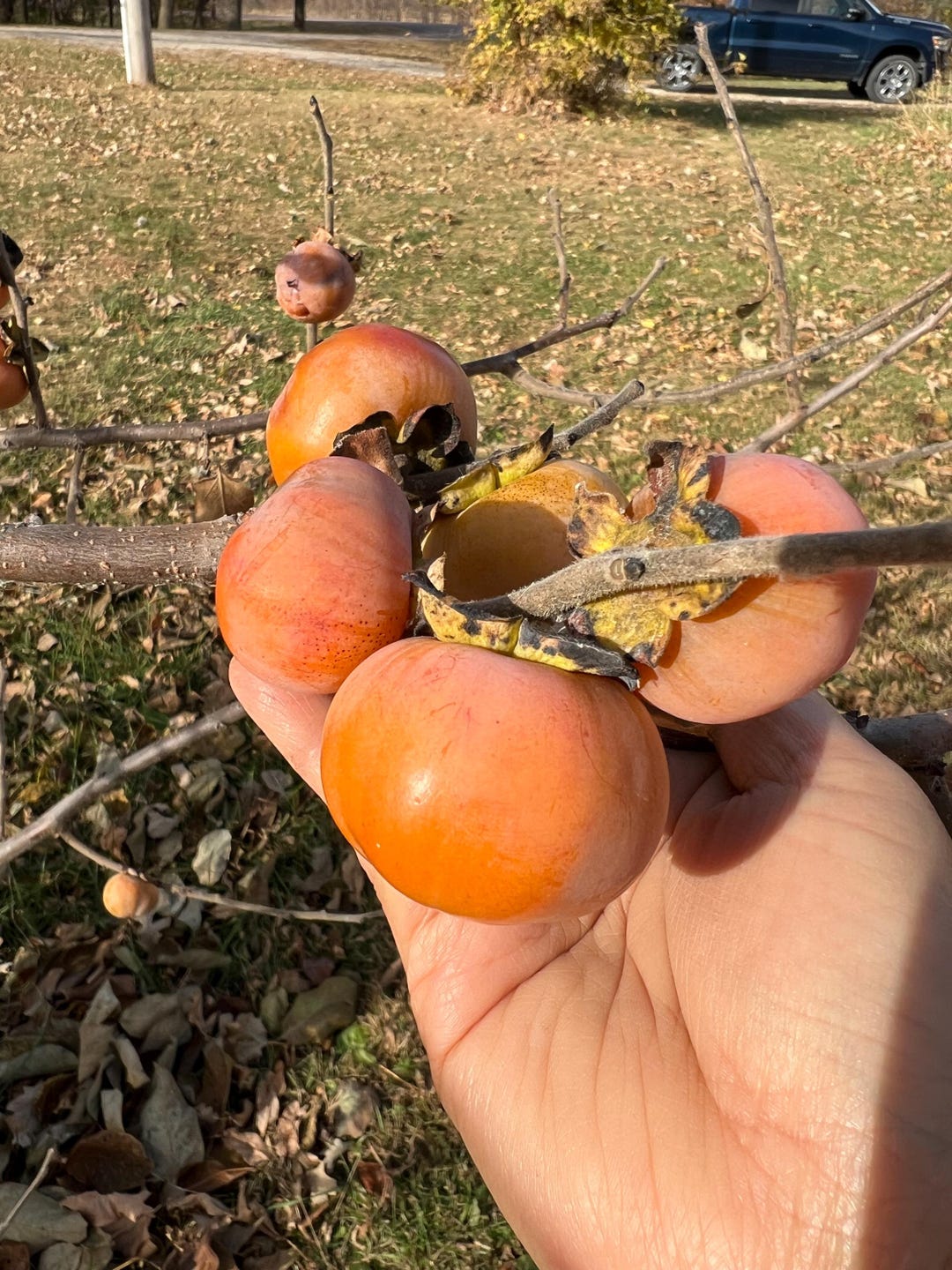 5 Native American Persimmon Seed Organic - Etsy