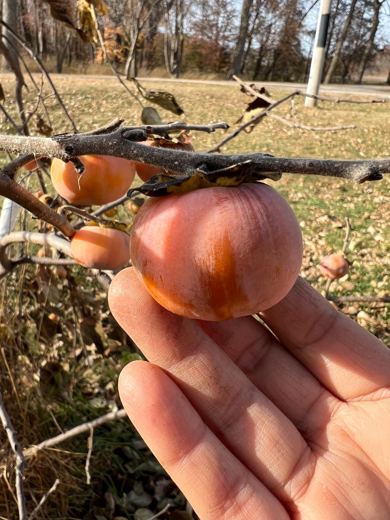 Perennial 20 Native American Persimmon Seed Organic - Etsy