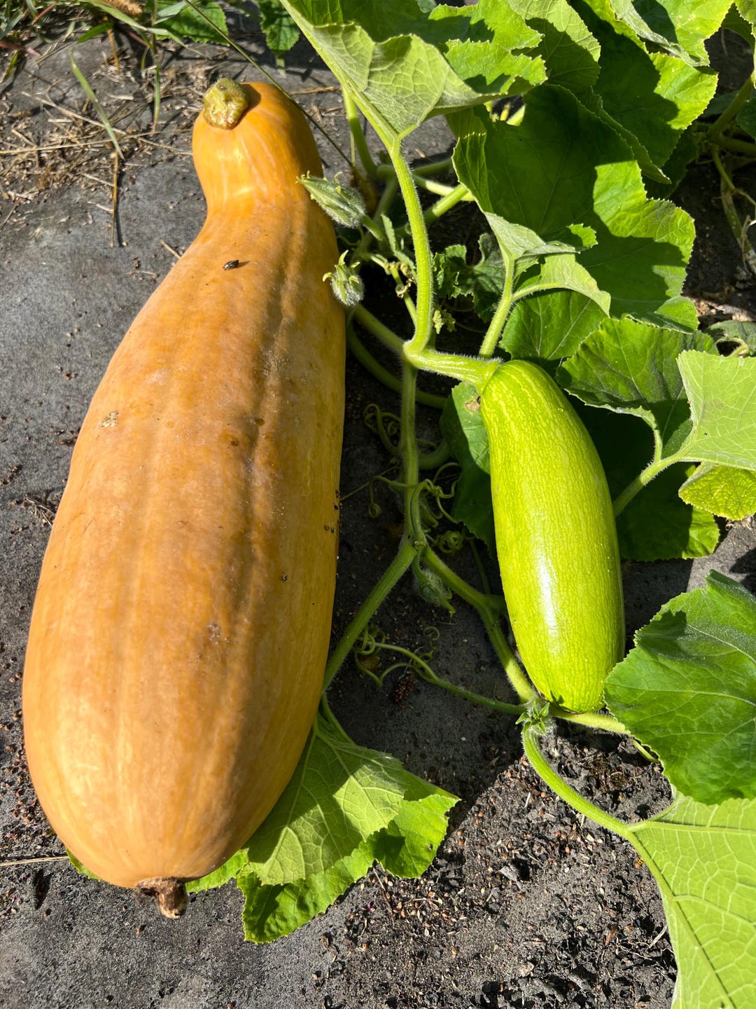 10 Korean Squash King Ka Ae Summer Squash Seeds - Etsy