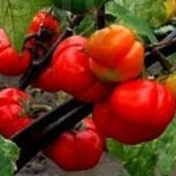 100 Thai Red Ruffled Eggplant Seeds - Etsy