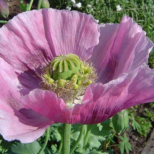 Flower Rattle - Etsy