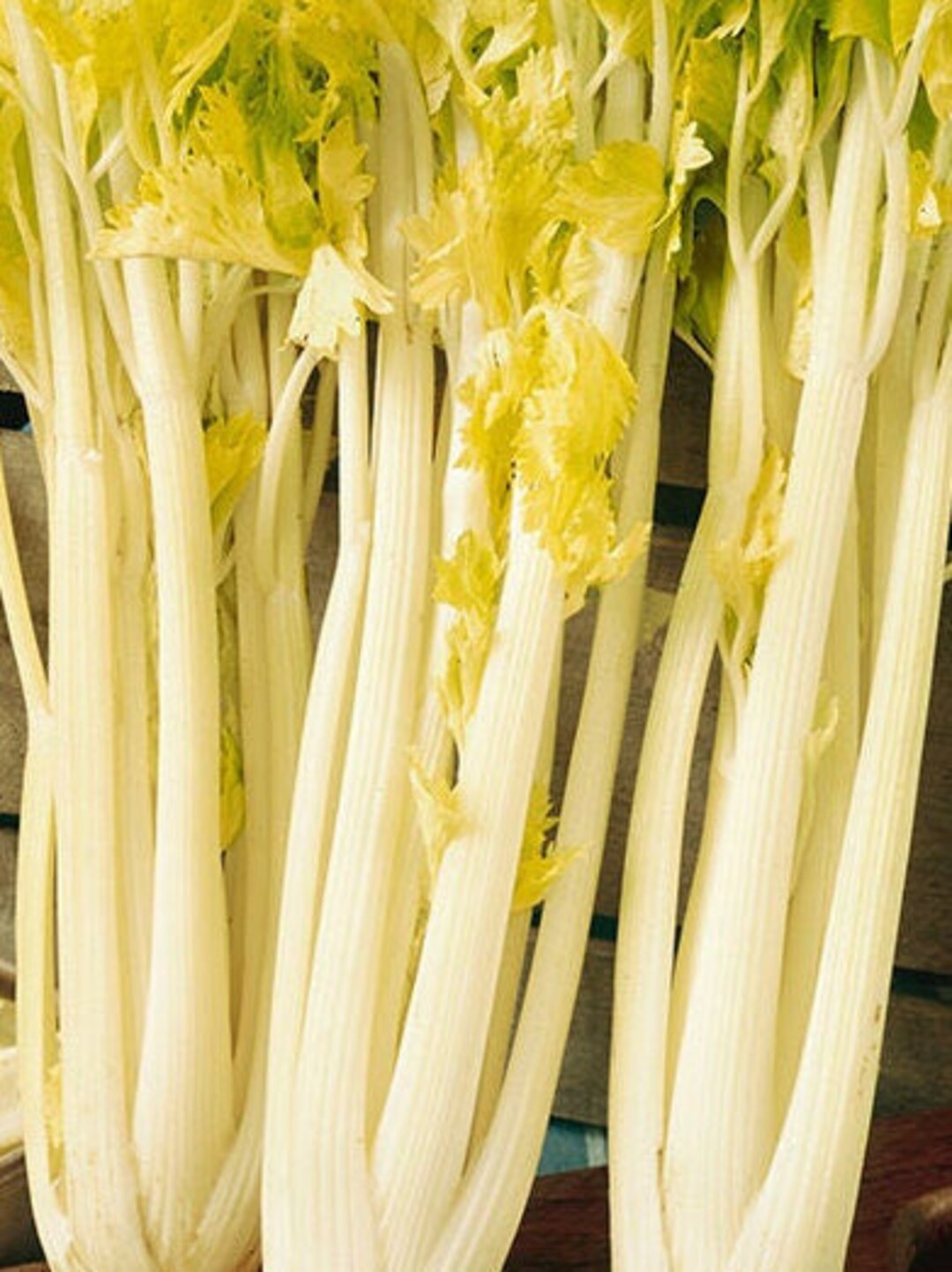 500 Celery Giant Golden Pascal Seeds 193 - Etsy