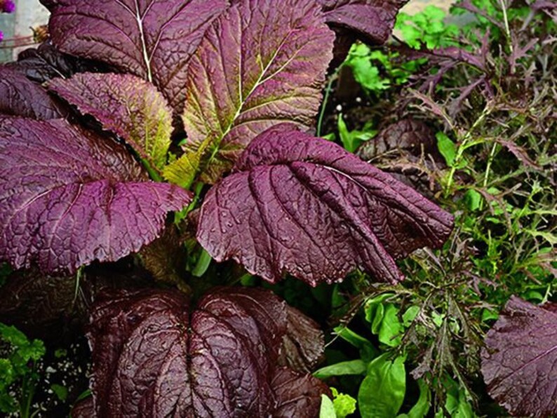 500 Japanese Osaka Purple Mustard Seeds 33 - Etsy