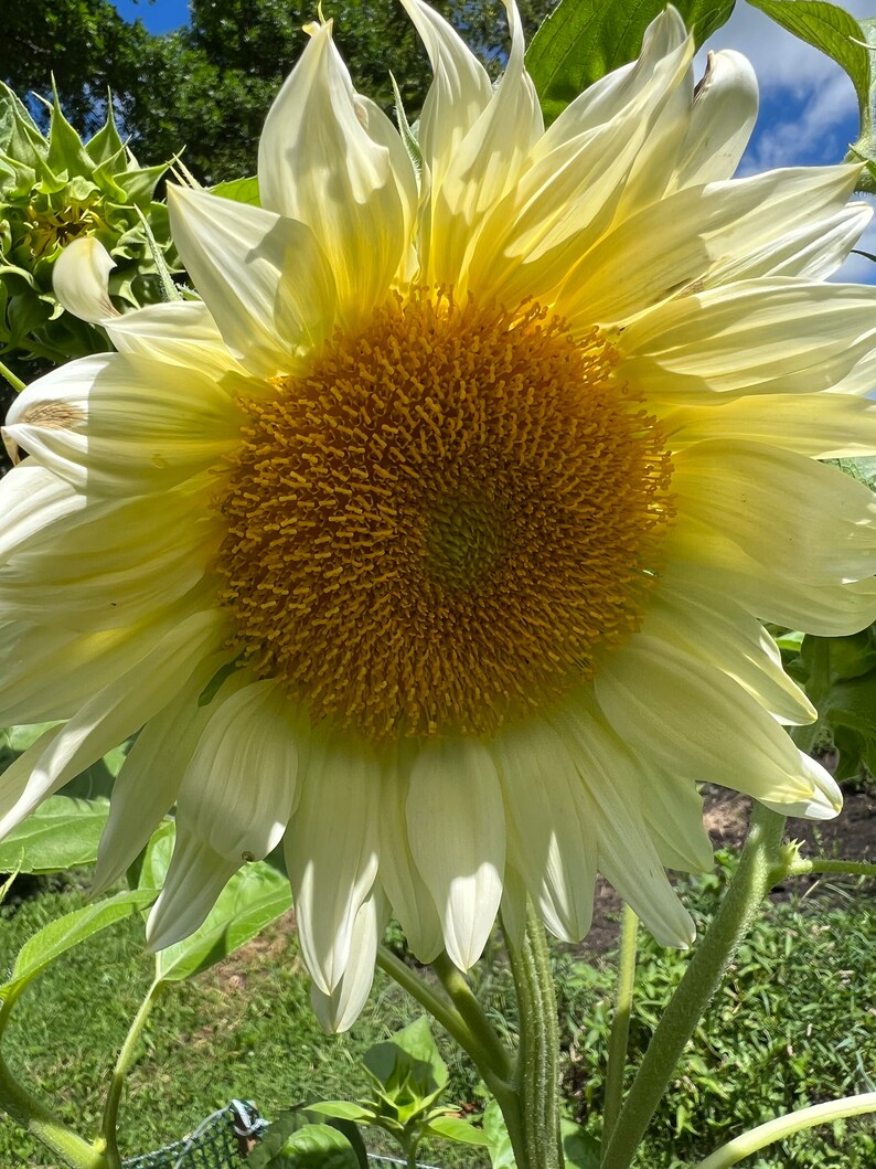 Procut White Lite Sunflower 10 Seeds #07 - Etsy