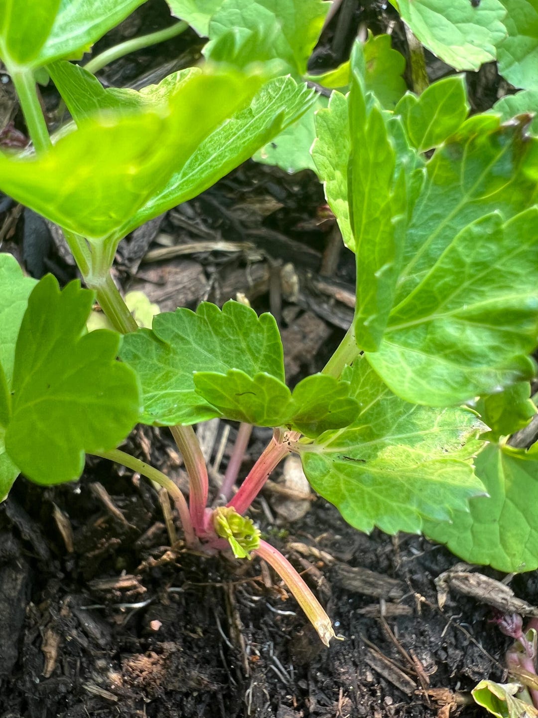 Organic 200+ Pink Celery Seeds - Etsy