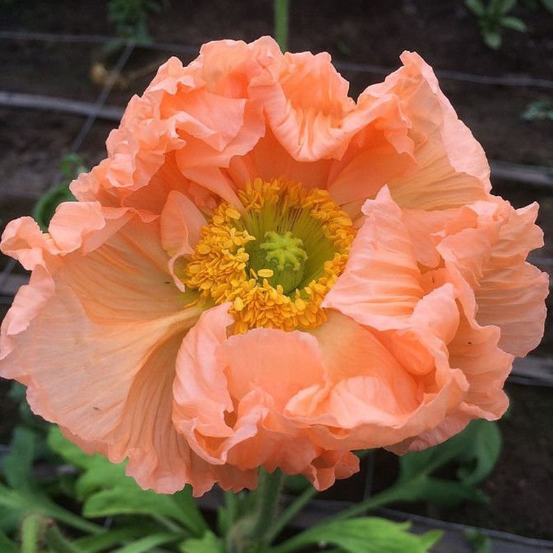 100+ Perennial Poppy Giant Iceland Gartford Seeds Zone 3-9 Seeds Do ...