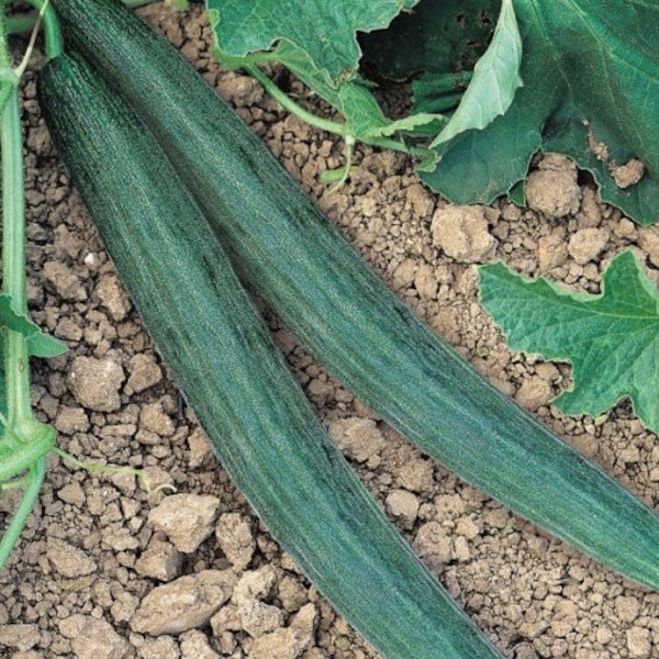 Italian Cucumber Seeds - Etsy
