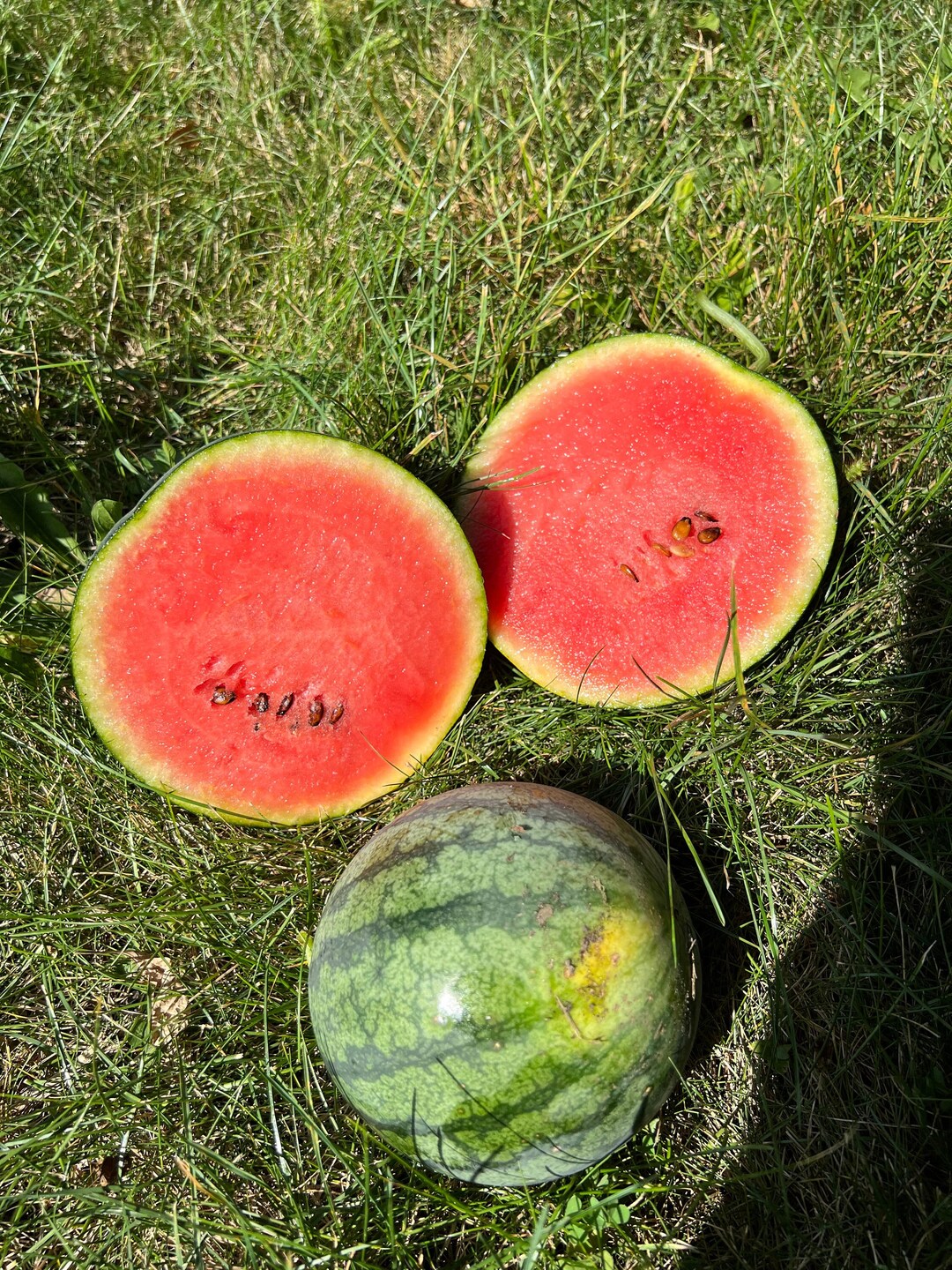 50 Natsu Cocoa Watermelon Seeds #22 - Etsy