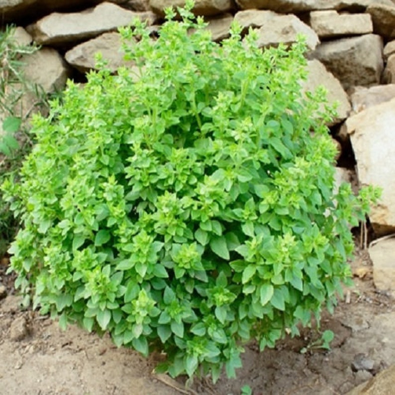 200basil Dwart Greek Seeds 161 | Etsy