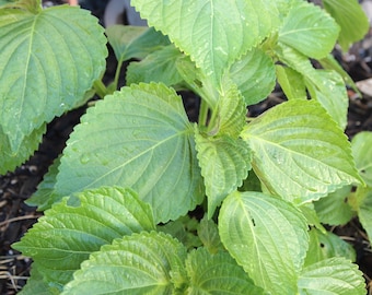 2g Tía Tô Vietnamese/korean Perilla Shiso JEOK SSAM IP Seeds - Etsy