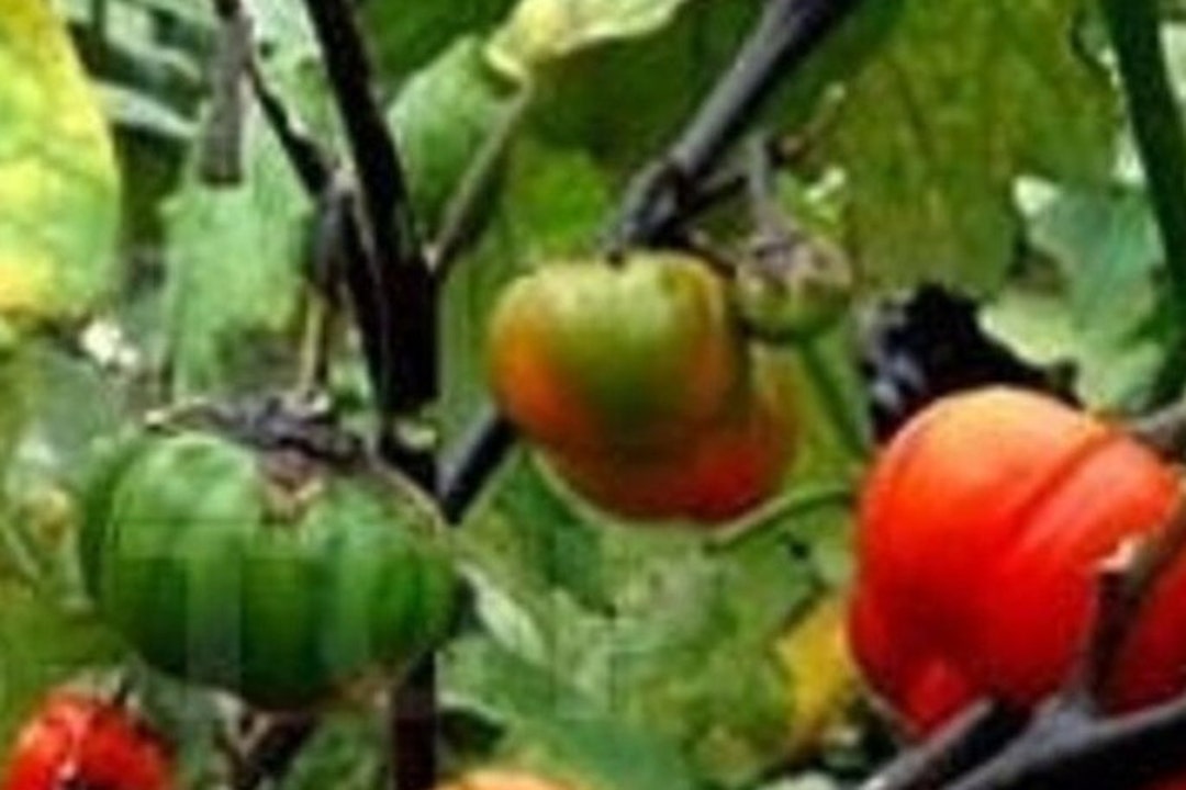 100 Thai Red Ruffled Eggplant Seeds - Etsy