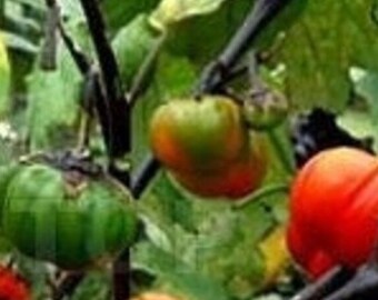 100 Vietnamese CÀ PHÁO Tră'ng Thailand Mini White Round - Etsy