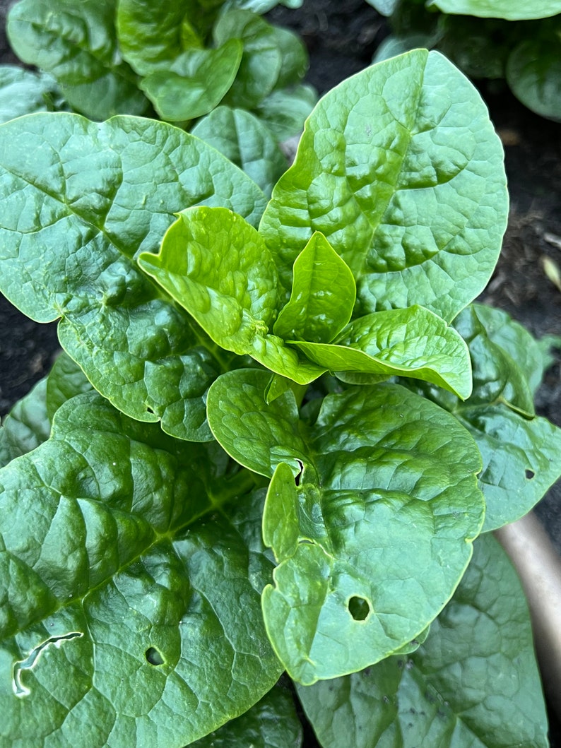 50 Big Malabar Spinach Round Leaf Seeds - Etsy