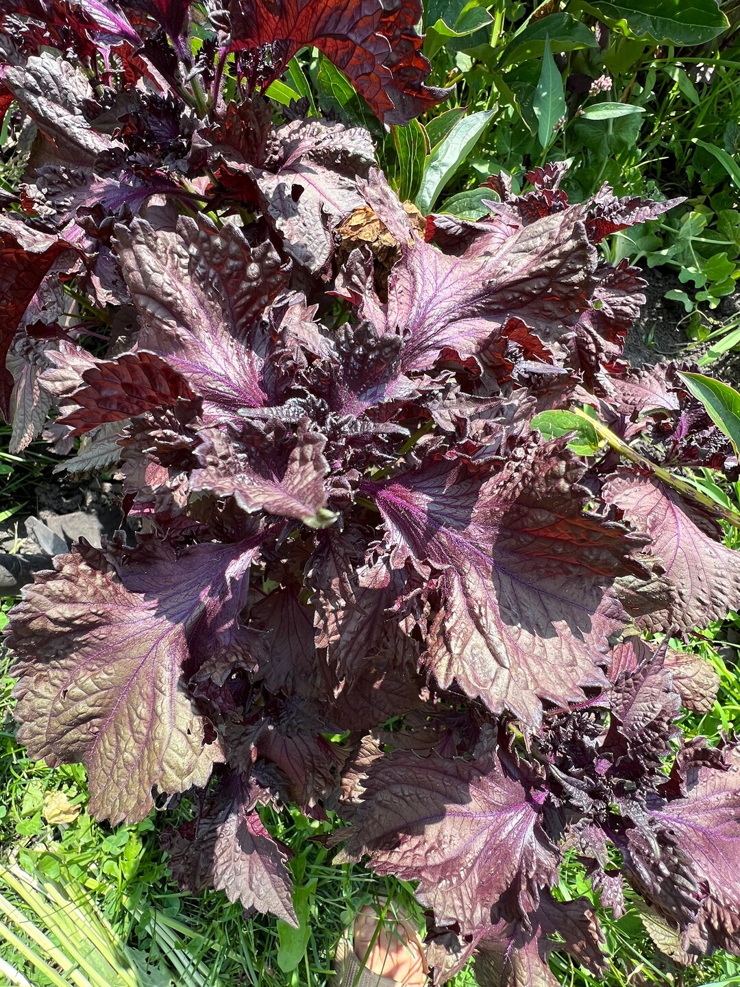 1000 Japanese Perilla Red Seeds - Etsy