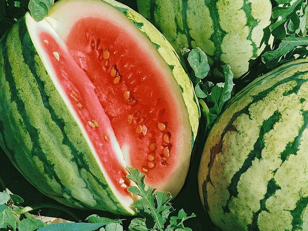 100 Dixie Queen Watermelon Seeds #10 - Etsy