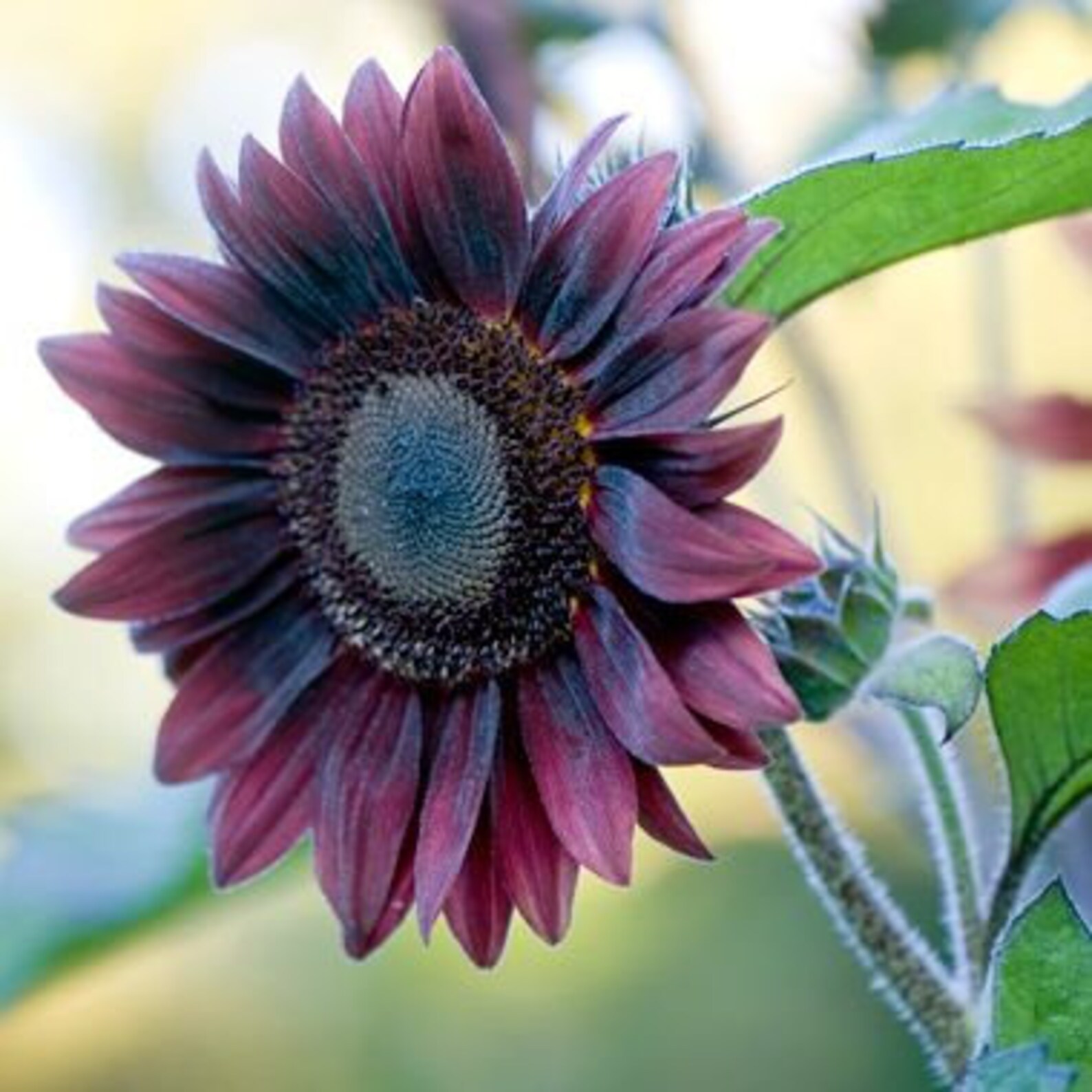 Procut Red Sunflower 10 Seeds 06 | Etsy