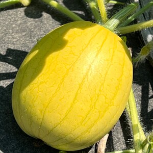 20 Lemon Drop Watermelon Seeds #03 - Etsy