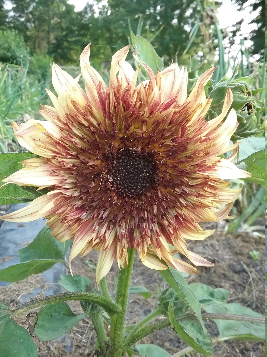 Double Dandy Sunflower 10 Seeds 02 - Etsy