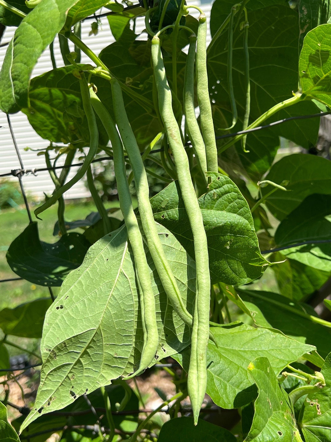 20 Fortex Filet Pole Bean Seeds A1 - Etsy