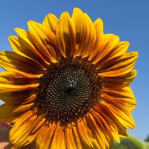 20 Firecracker Sunflower Seeds 20 - Etsy