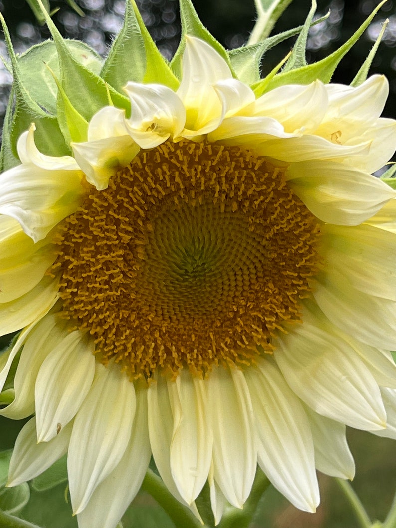 Procut White Lite Sunflower 10 Seeds #07 - Etsy