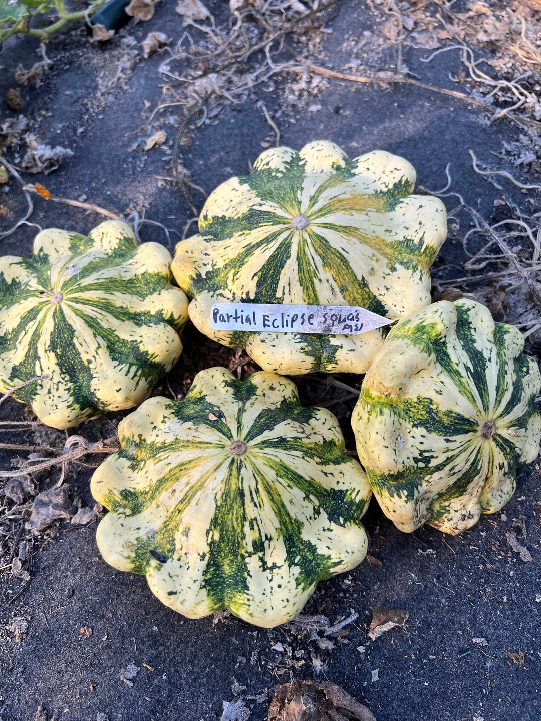 20 Summer Squash Partial Eclipse F1 Seeds - Etsy