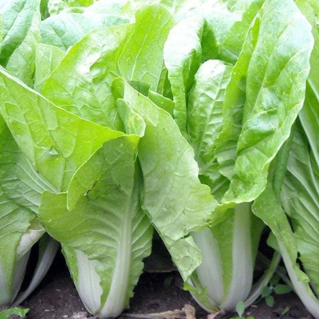 50taiwan Pak Choi QD 2 Express Seeds - Etsy