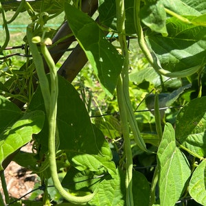20 Fortex Filet Pole Bean Seeds #A1 - Etsy
