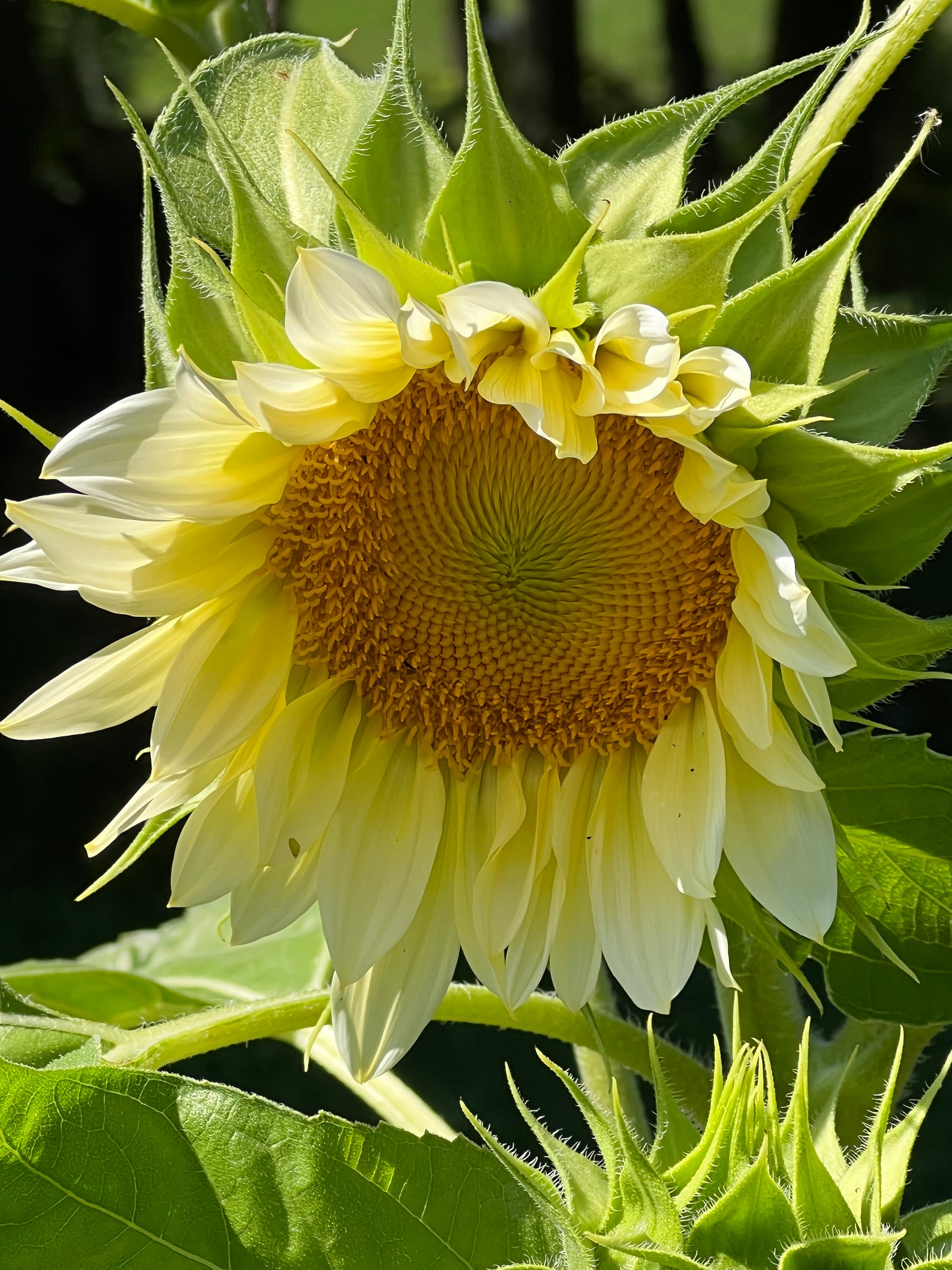 Procut White Lite Sunflower 10 Seeds #07 - Etsy