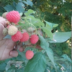 2 Double Gold Raspberry Bare Root Plants Organic - Etsy
