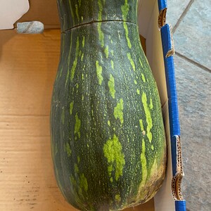 10 Italian Squash Lunga Di Napoli Seeds - Etsy