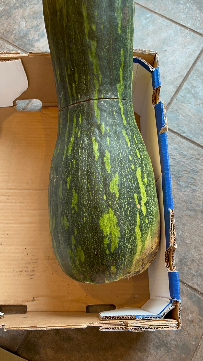 10 Italian Squash Lunga Di Napoli Seeds - Etsy