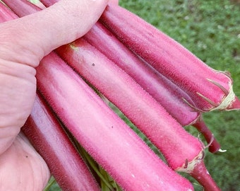 Okinawa Pink Okra Seeds - Etsy