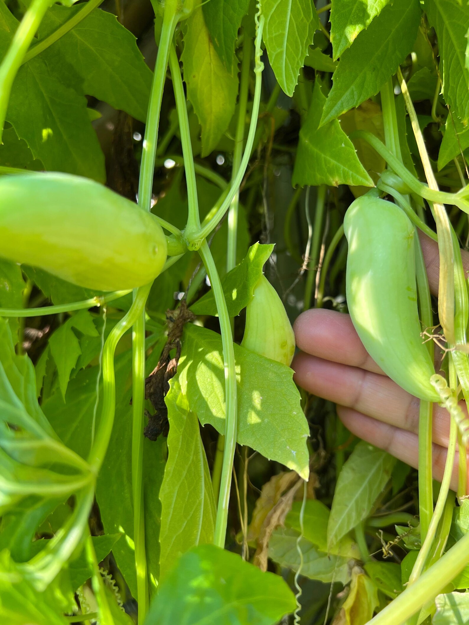 20 Cyclanthera Pedata Seeds Stuffing Cucumber. - Etsy