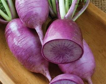 100 Purple KN-BRAVO F1 Radish Hybrid Daikon Seeds - Etsy