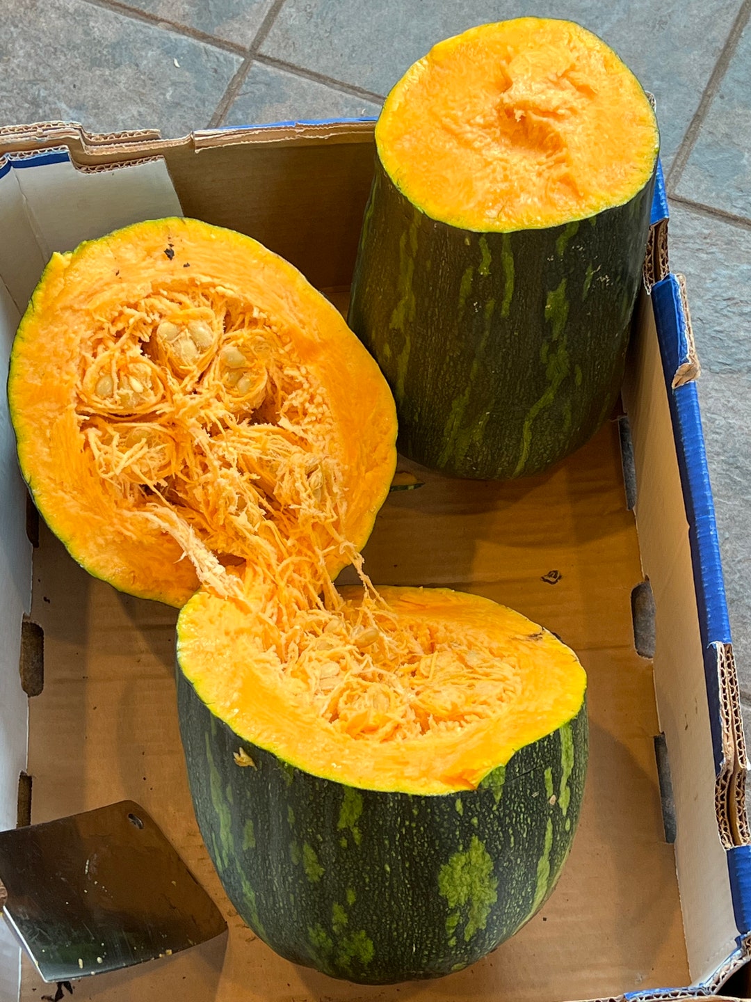 10 Italian Squash Lunga Di Napoli Seeds - Etsy