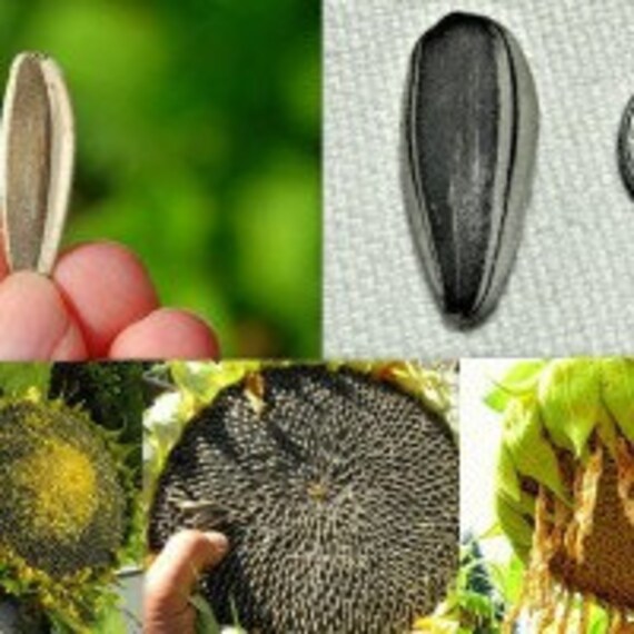 10 Israeli Sunflower seeds Giant seeds largest seeds - Etsy.de