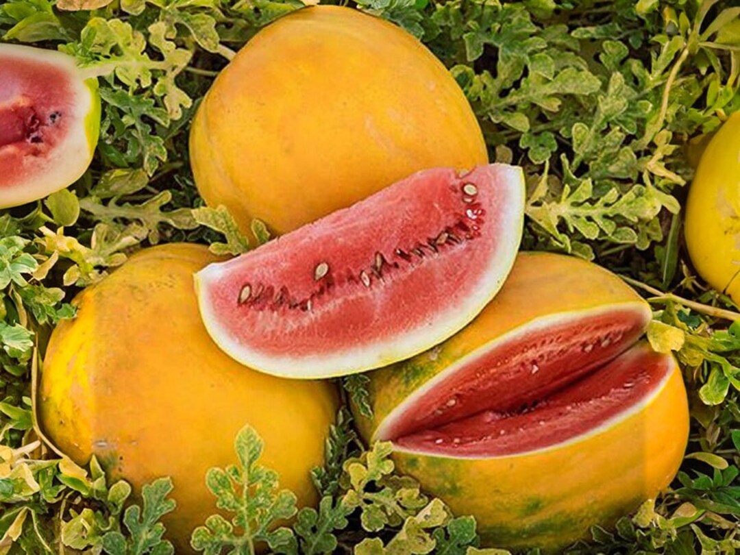 10 Royal Golden Watermelon Seeds 30 - Etsy