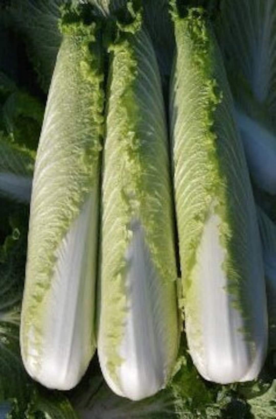 50 Pagoda 70 F1 Chinese Cabbage Seeds - Etsy