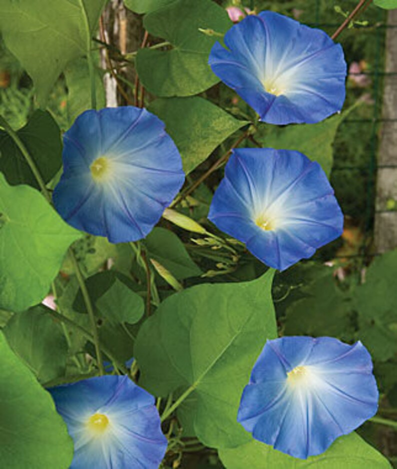 50heavenly Blue Morning Glory Seeds | Etsy