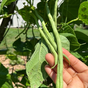 20 Fortex Filet Pole Bean Seeds #A1 - Etsy