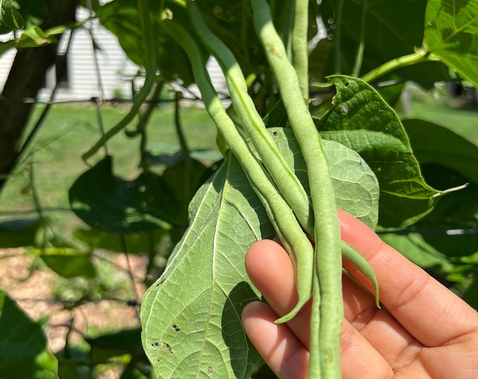 20 Fortex Filet Pole Bean Seeds #A1 - Etsy