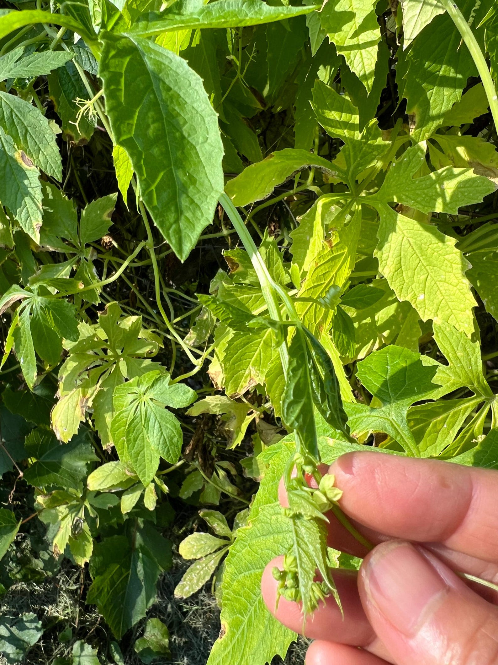20 Cyclanthera Pedata Seeds Stuffing Cucumber. - Etsy