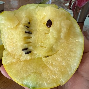20 Lemon Drop Watermelon Seeds #03 - Etsy