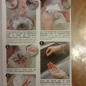 100+ Perennial Poppy Giant Iceland Gartford Seeds Zone 3-9 Seeds Do ...