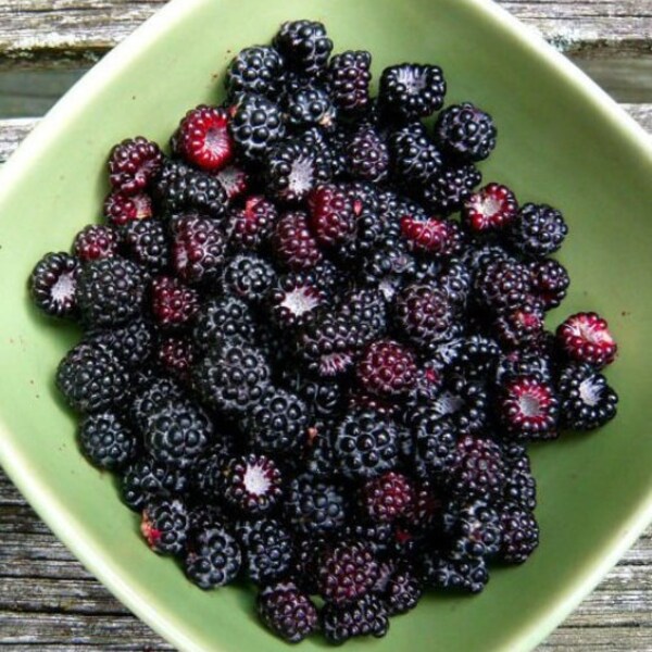 Raspberry Plant - Etsy